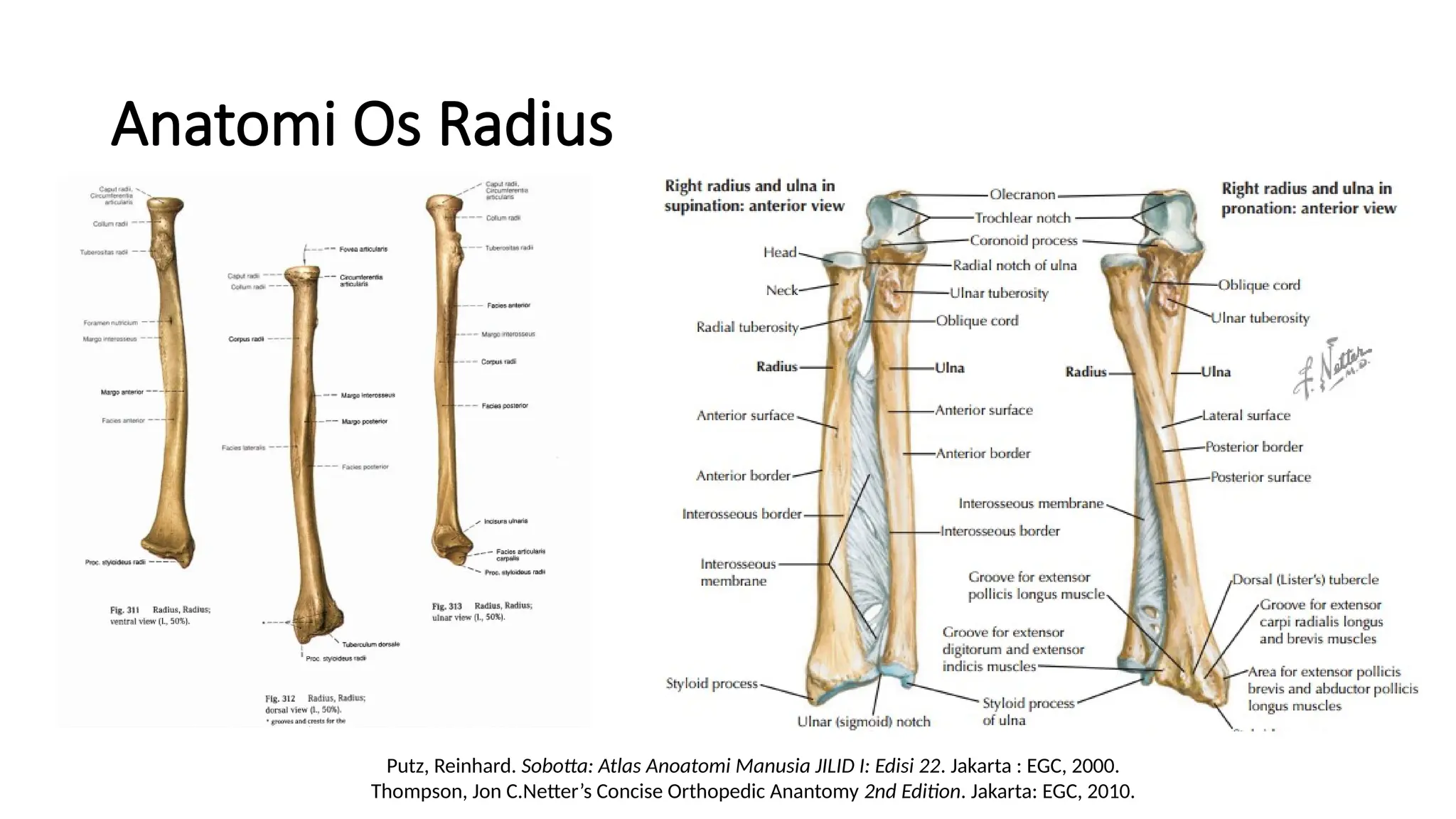 POWER POINT FRAKTUR DISTAL RADIUS REHAND | PPTX