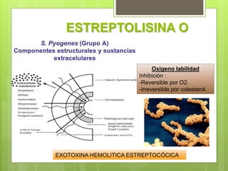 FACTOR REUMATOIDE - ASTO | PPTX
