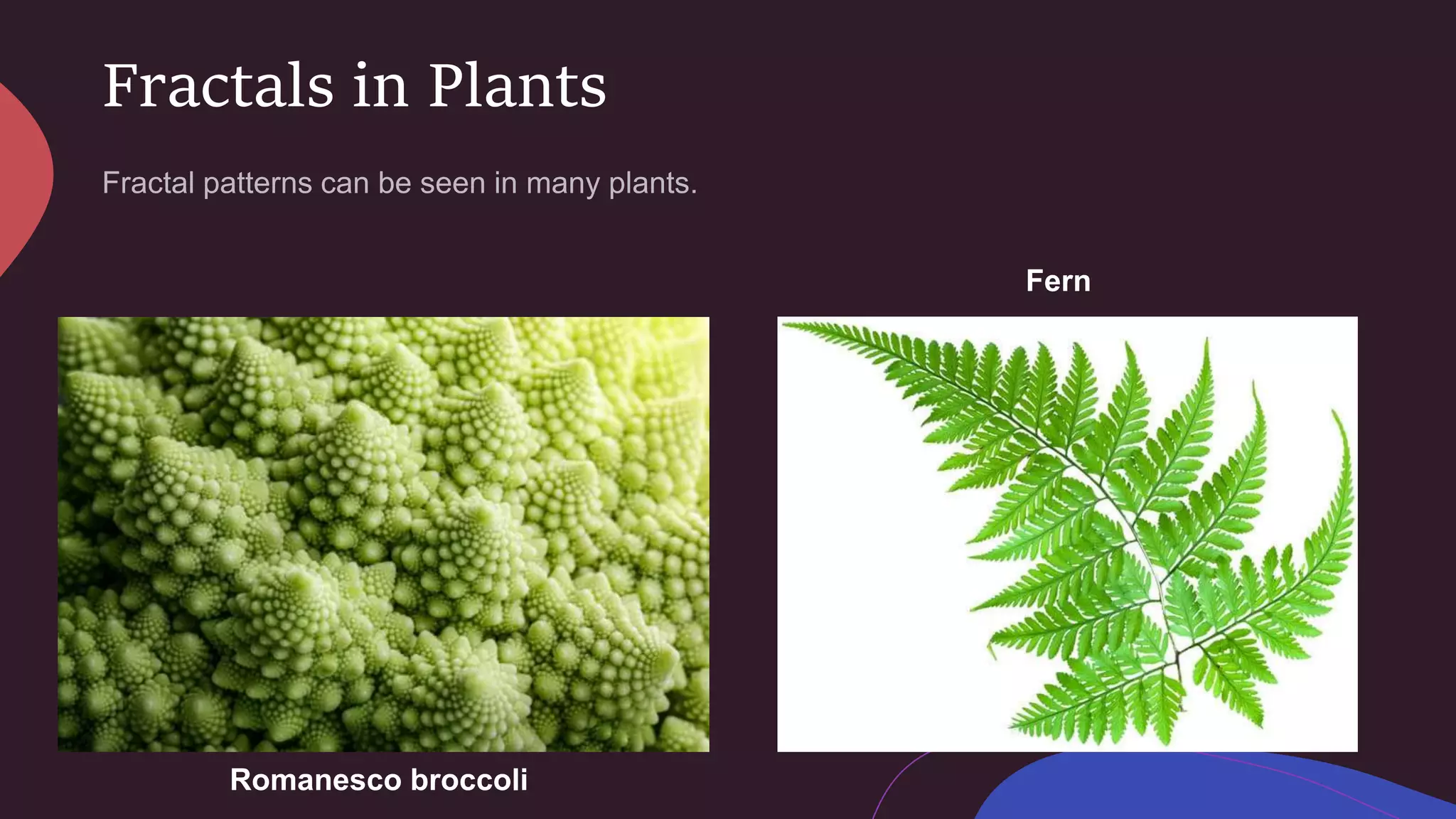 Fractal Patterns.pptx