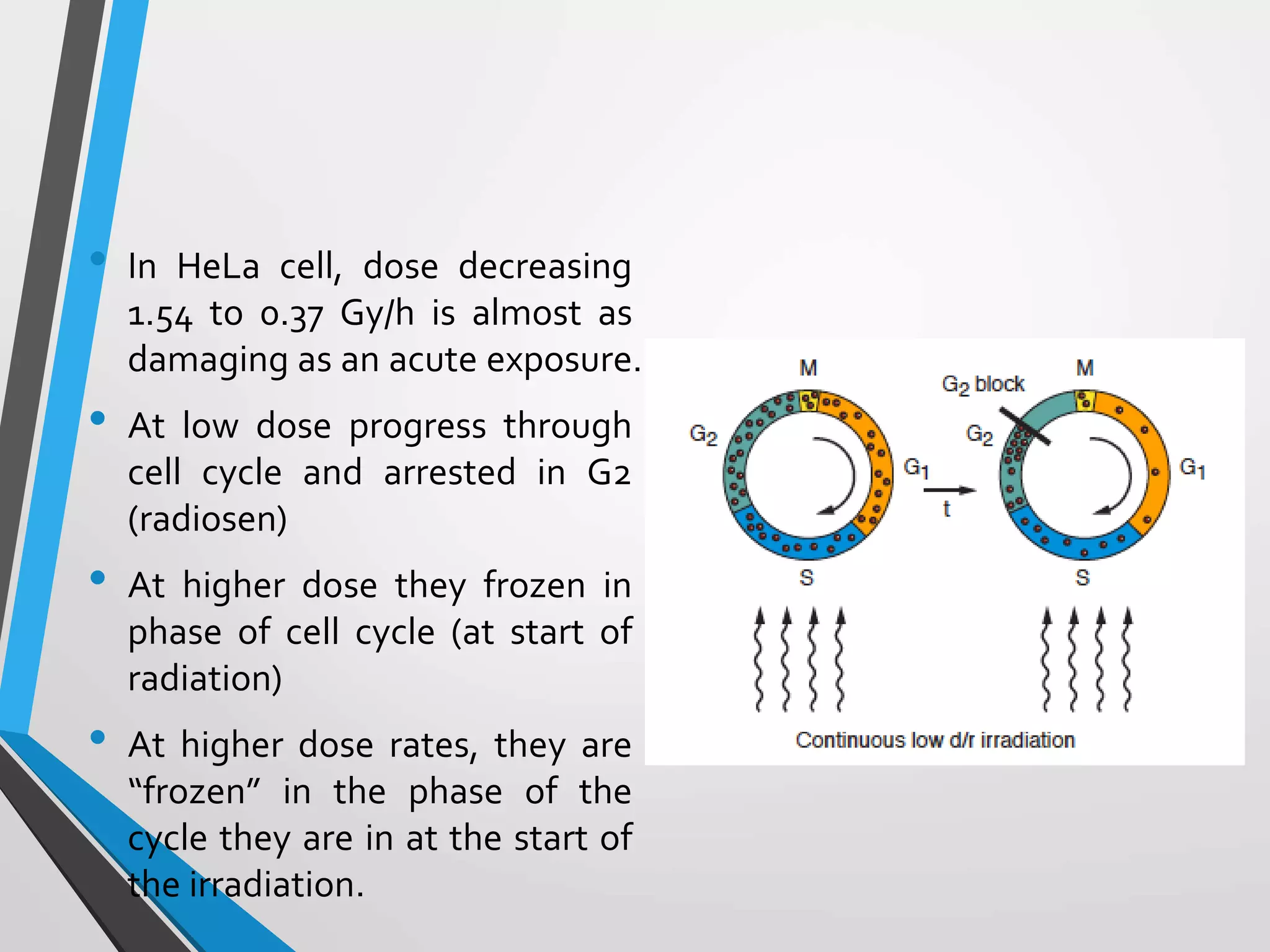 Fractionated radiation and dose rate effect | PPTX