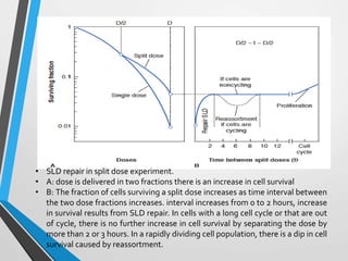 Fractionated radiation and dose rate effect | PPTX