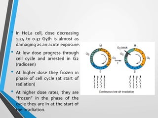 Fractionated radiation and dose rate effect | PPTX