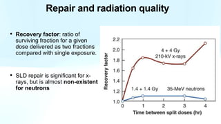 Fractionated Radiation radiation oncology pptx | PPT