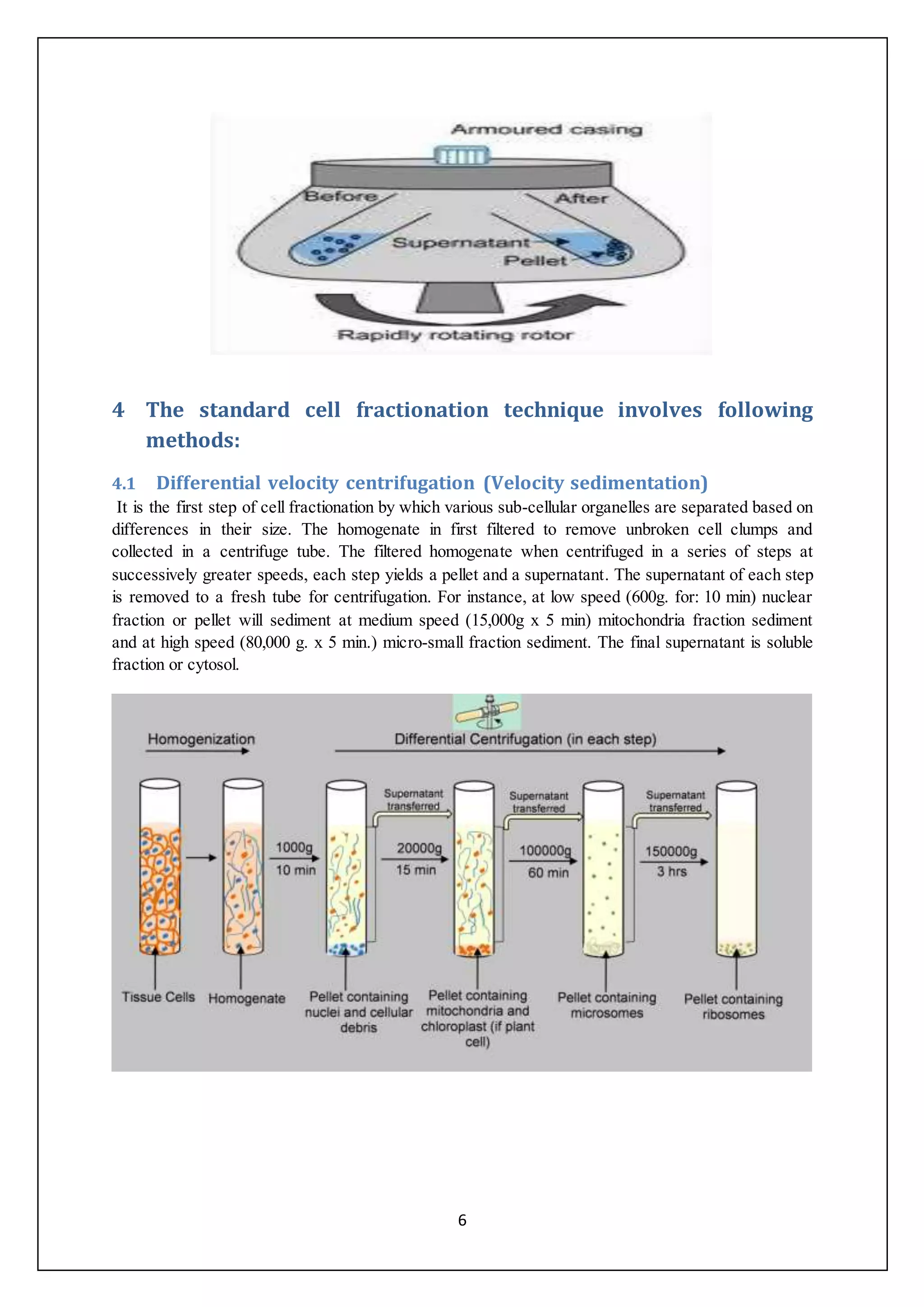 Fractionation of cells | DOCX | Biological Sciences | Science