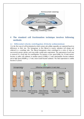 Fractionation of cells | DOCX