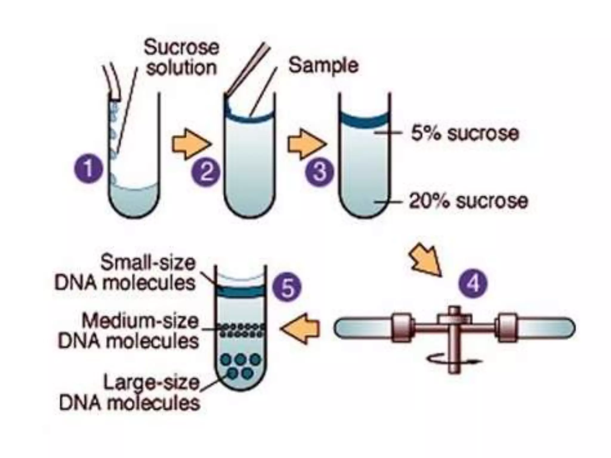 Cell Organelle Fractionation | PPTX