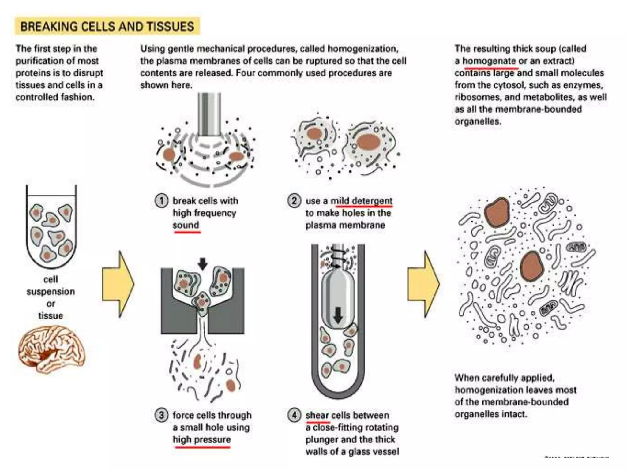 Cell Organelle Fractionation | PPTX
