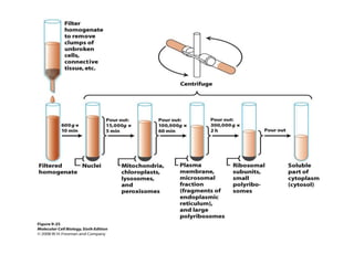 Cell Organelle Fractionation | PPTX