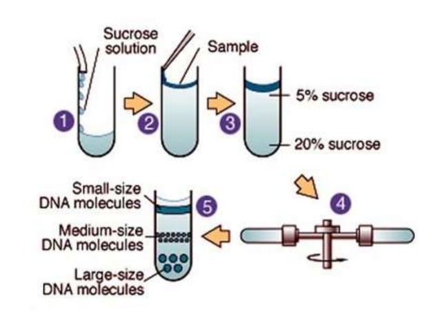 Cell Organelle Fractionation | PPTX