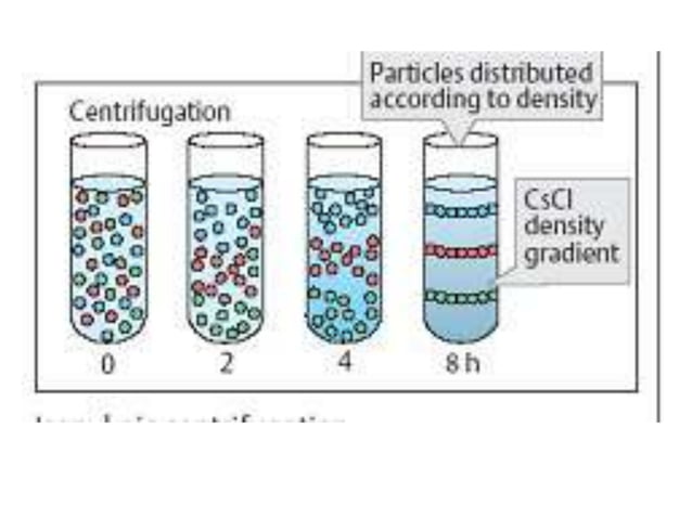 Cell Organelle Fractionation | PPTX