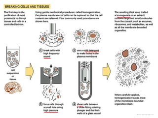Cell Organelle Fractionation | PPTX