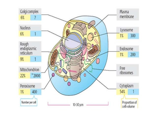 Cell Organelle Fractionation