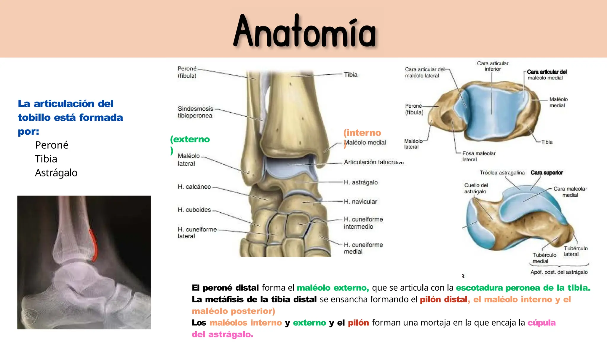 Presentación de fractura-de-tobillo en medicina | PPTX