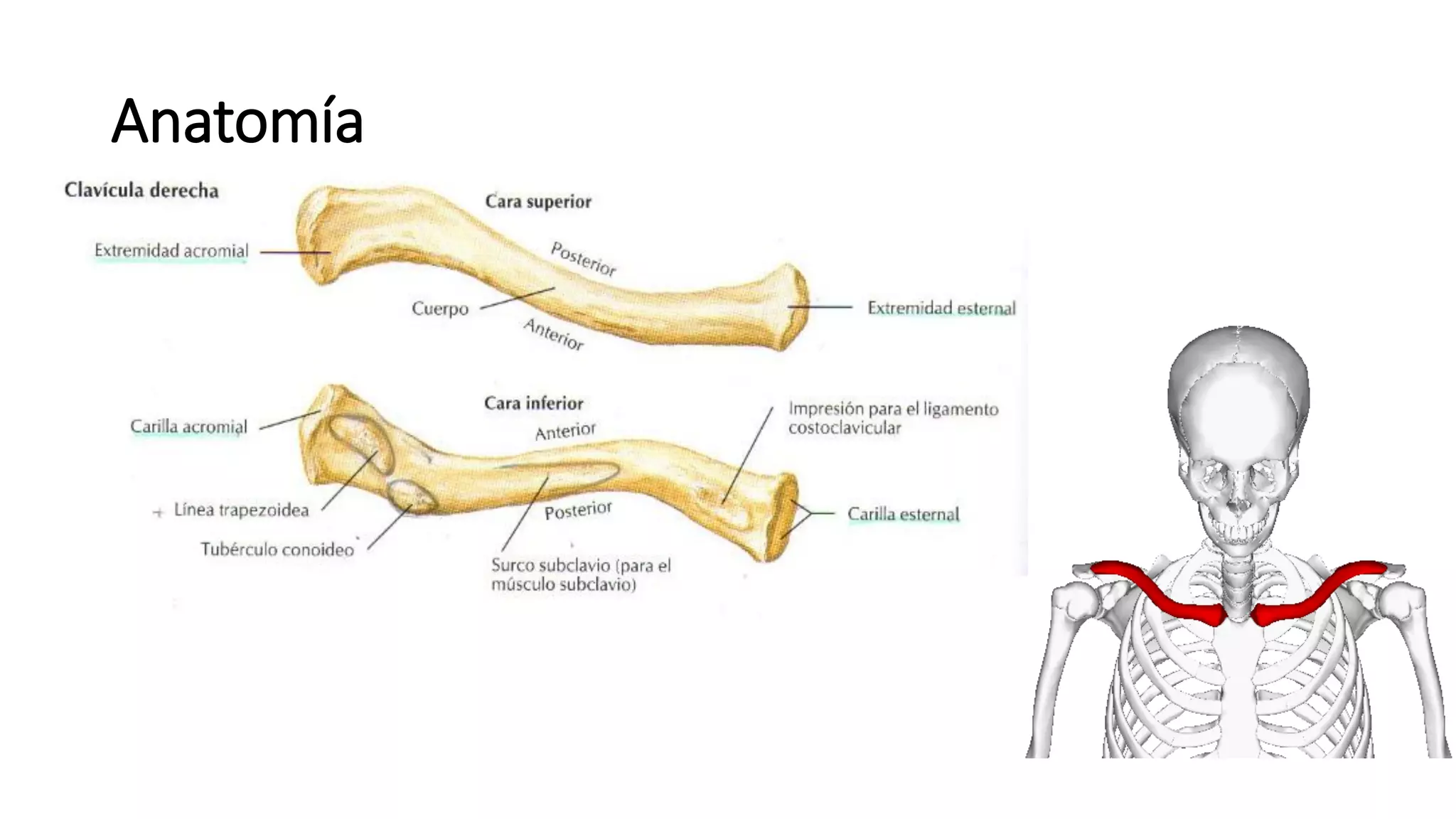 Fractura de clavícula .pdf
