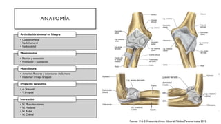 Fractura de codo | PDF