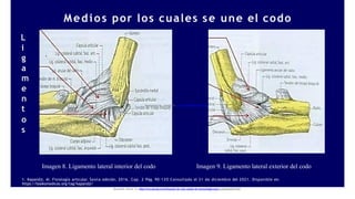 luxofractura de codo tipos de fracturas del humero distal.pptx