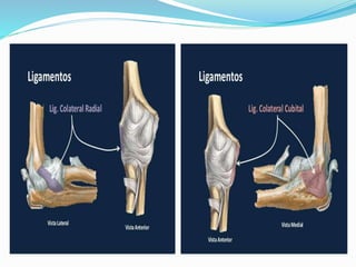 Fractura de codo | PPTX