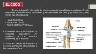 Fractura de epicondilo medial y lateral.pptx