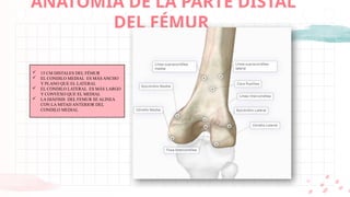 FRACTURA DE FEMÚR DISTAL DIAPOSITIVAS - TRAUMATOLOGIA | PPTX