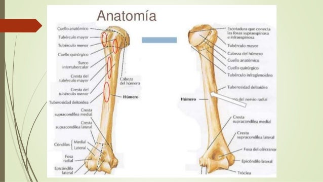 Fracturas de Humero