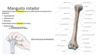 FRACTURA DE HUMERO PROXIMAL de traumatologia | PPTX