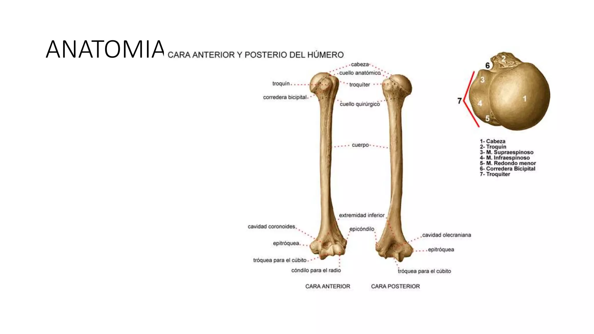 Fractura de la cabeza humeral | PPTX