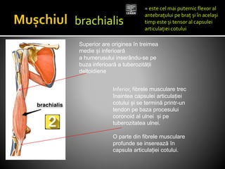 Fractura de olecran | PPTX