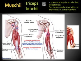 Fractura de olecran | PPTX