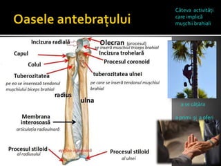 Fractura de olecran | PPTX