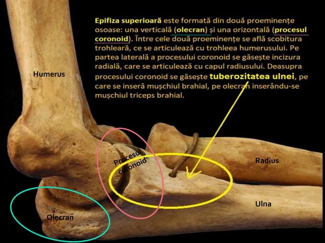 Fractura de olecran | PPTX