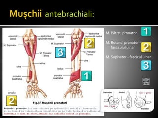 Fractura de olecran | PPTX