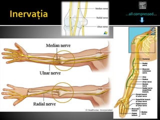 Fractura de olecran | PPTX