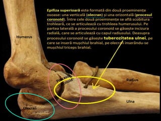 Fractura de olecran | PPTX