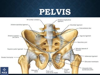 FRACTURA DE PELVIS TRAUMATOLOGIA Y ORTOPEDIA .pptx