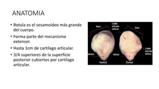 FRACTURA DE ROTULA.pptx