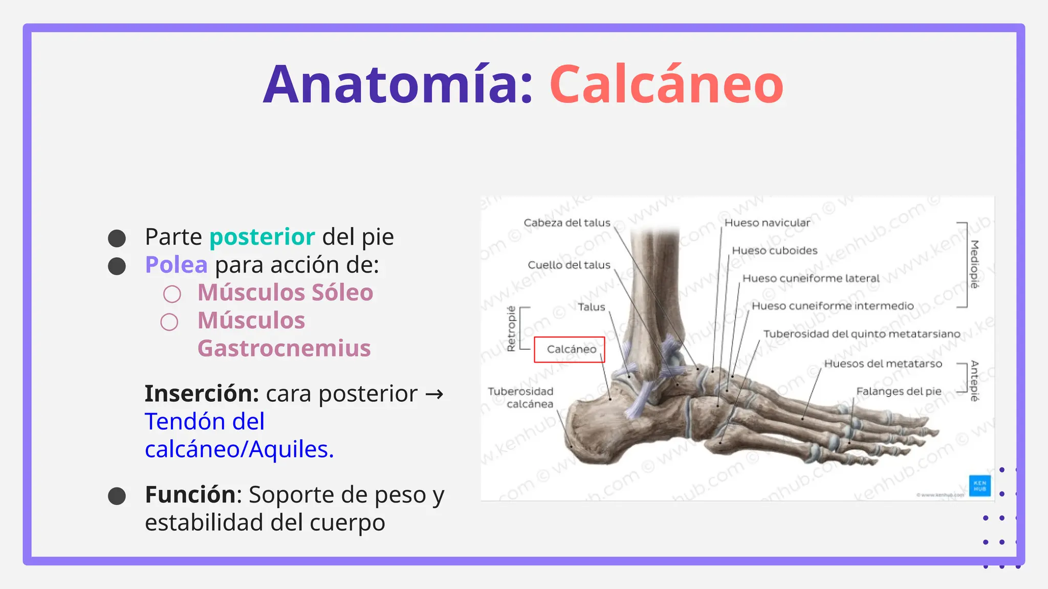 fractura de calcaneo y astragalo en ortopedia | PPT