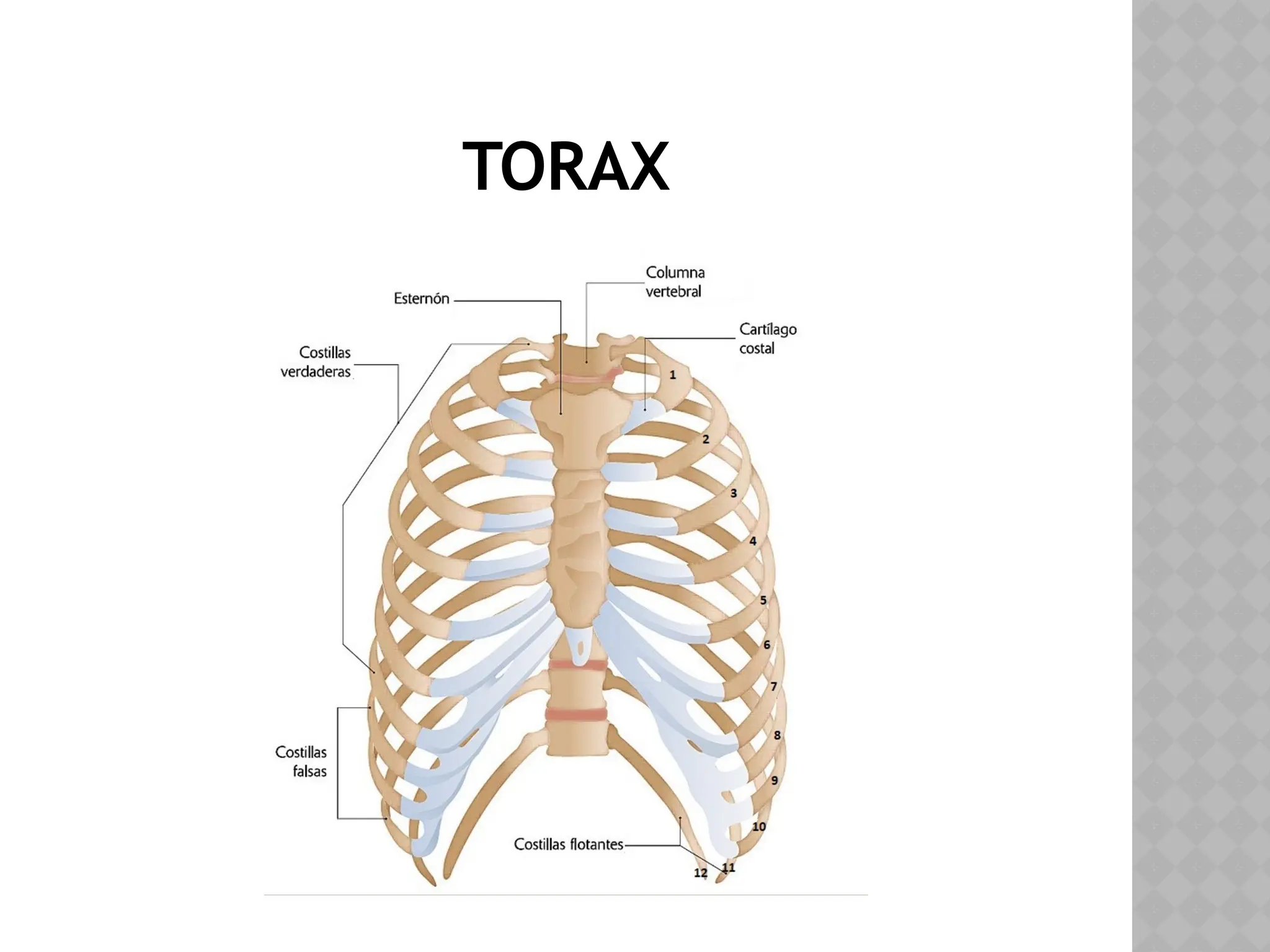 Fracturas Costales, VOLET COSTAL, PARRILLA COSTAL | PPT