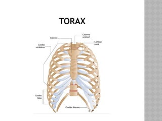 Fracturas Costales, VOLET COSTAL, PARRILLA COSTAL | PPTX