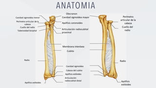 FRACTURAS DE ANTEBRAZO DIAFISIS Y PROXIMAL.pdf