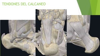 FRACTURAS DE CALCANEO.pptx