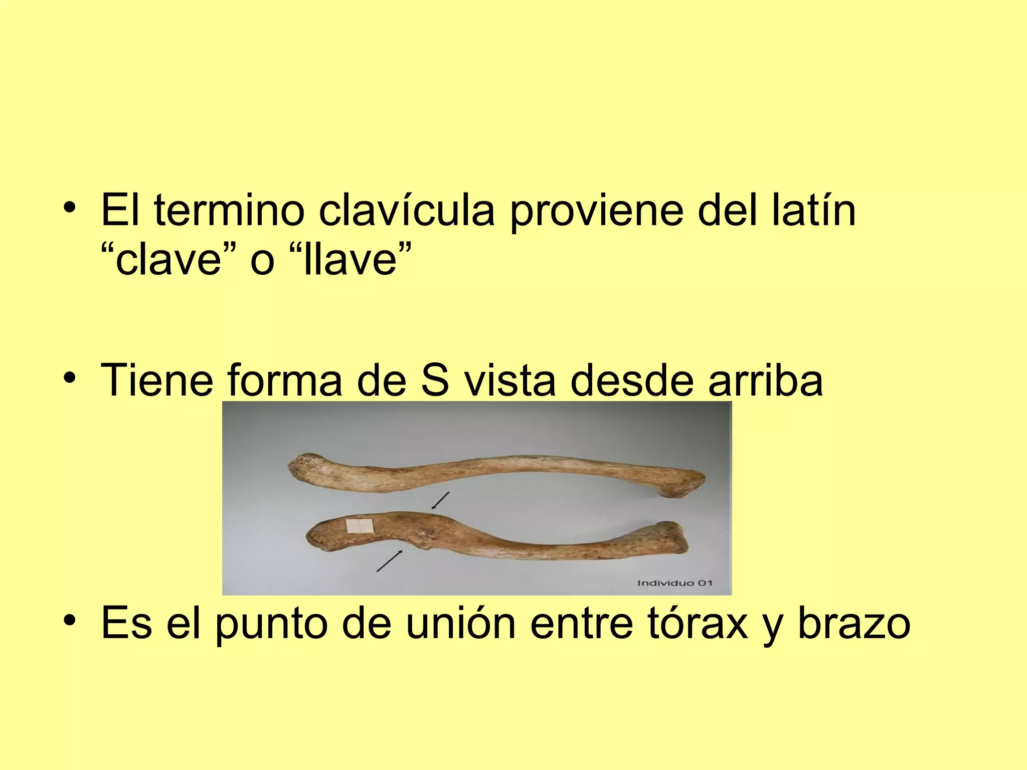 Fracturas De Clavicula | PPT | Descarga Gratuita