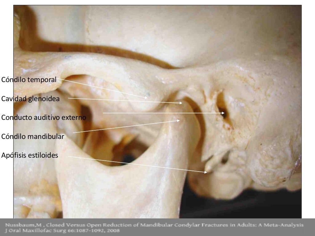 estudios anatómicos archivos - Página 3 de 5 - Quirell