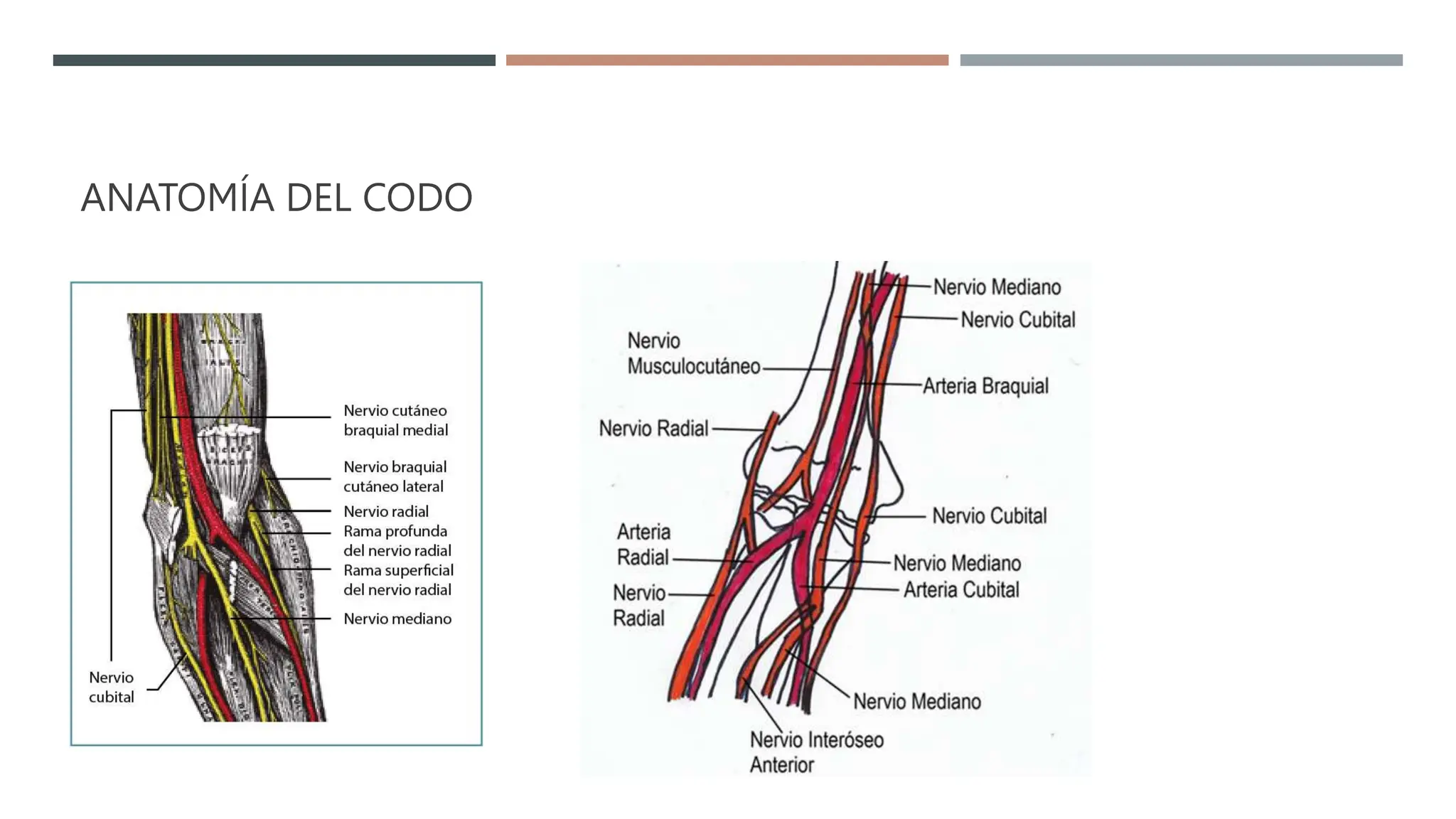 FRACTURAS DE RADIO Y CUBITO PROXIMAL CODO.pptx
