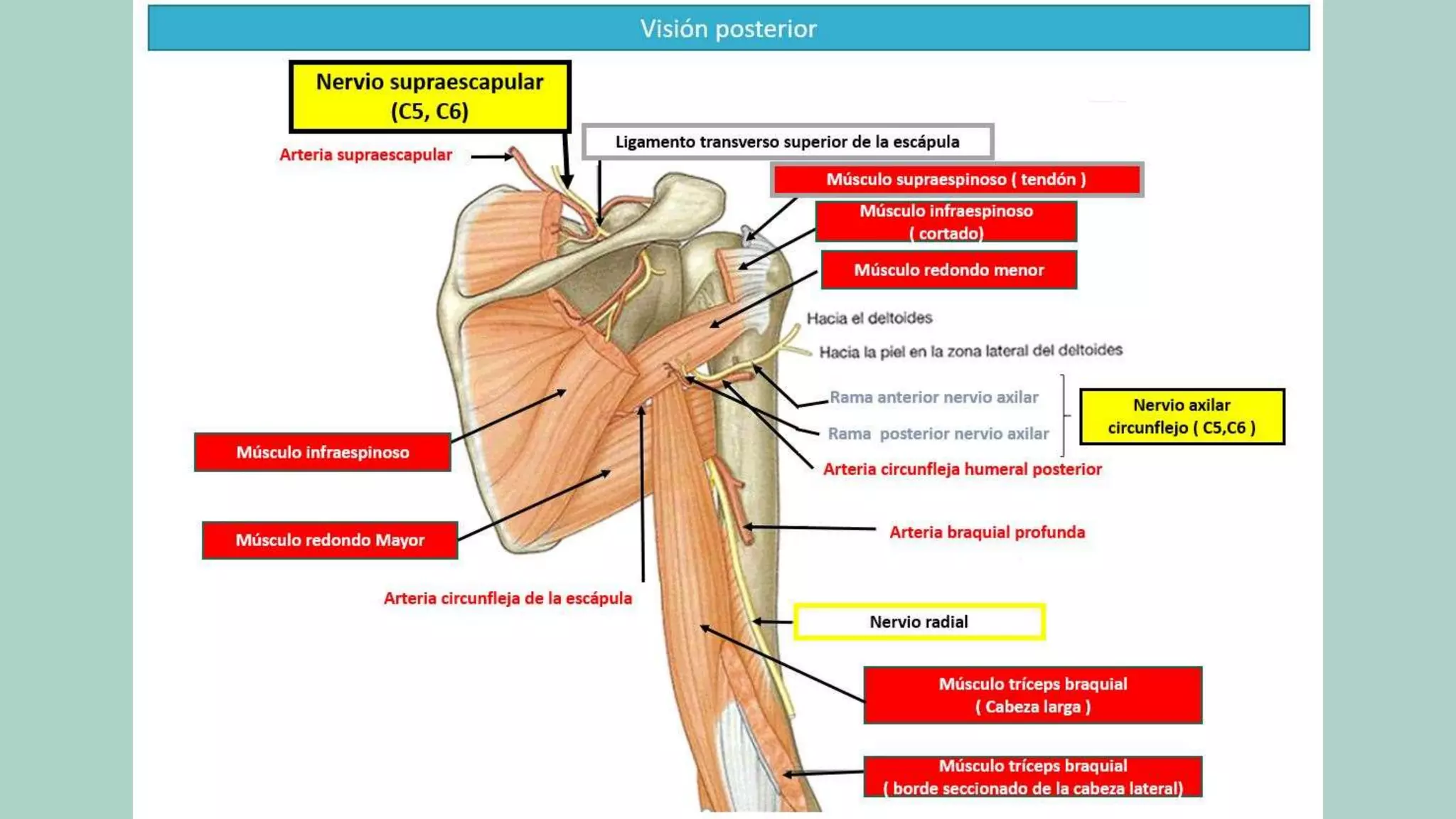 Fracturas de Escapula.pptx