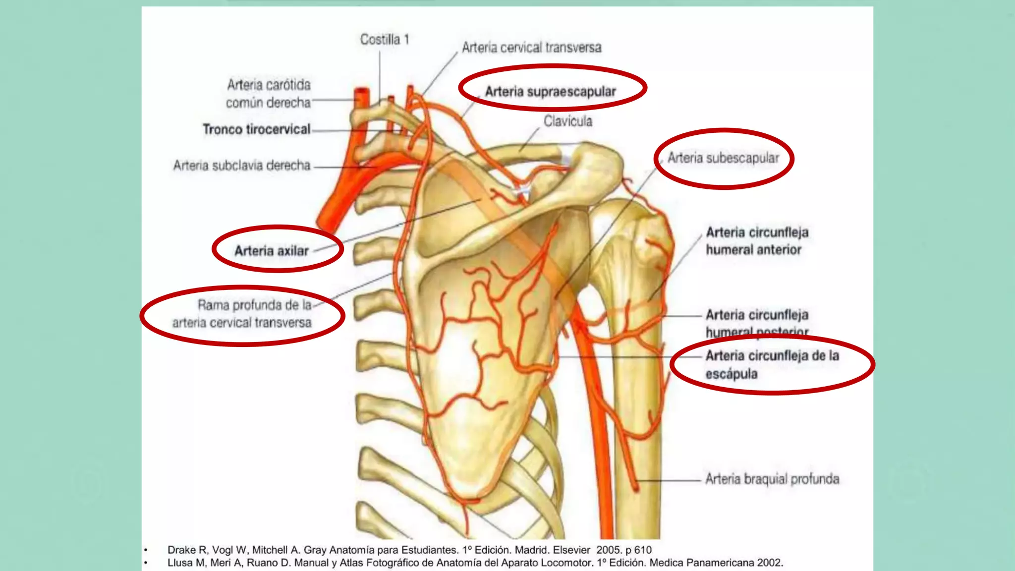 Fracturas de Escapula.pptx