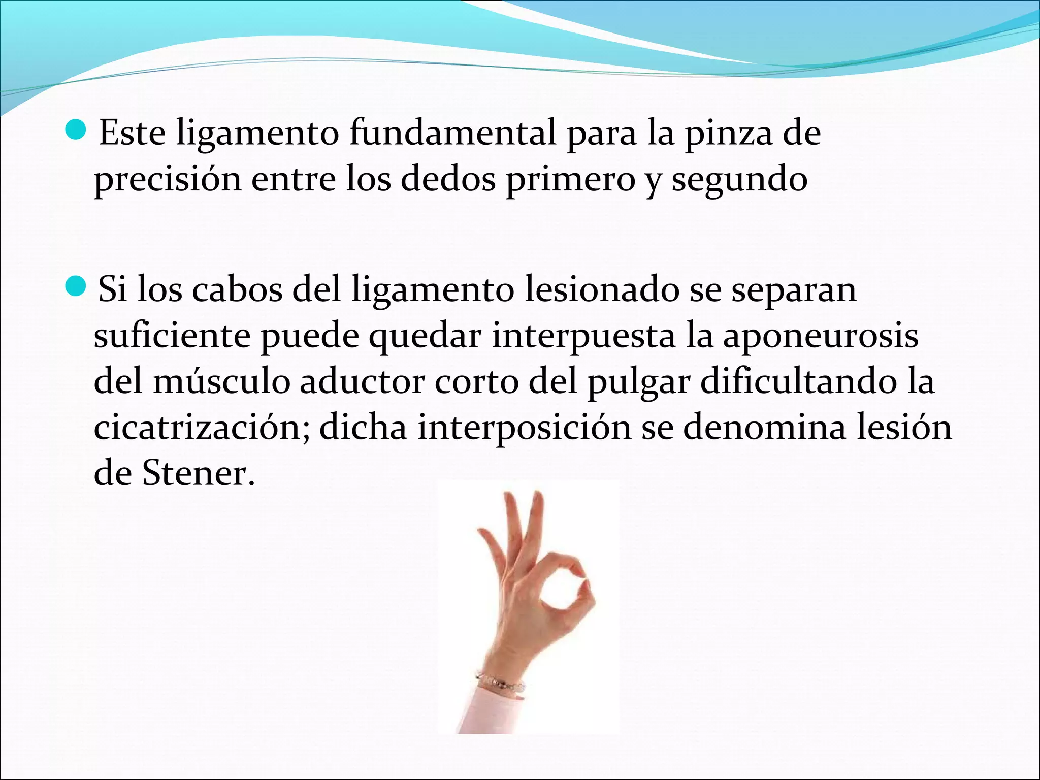 Fracturas de falanges completa 2 | PPT | First Aid | Injuries