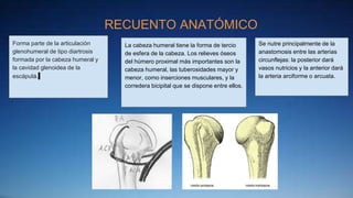 FRACTURAS DE HÚMERO PROXIMAL - SERGIO GUAMÁN (1).pptx