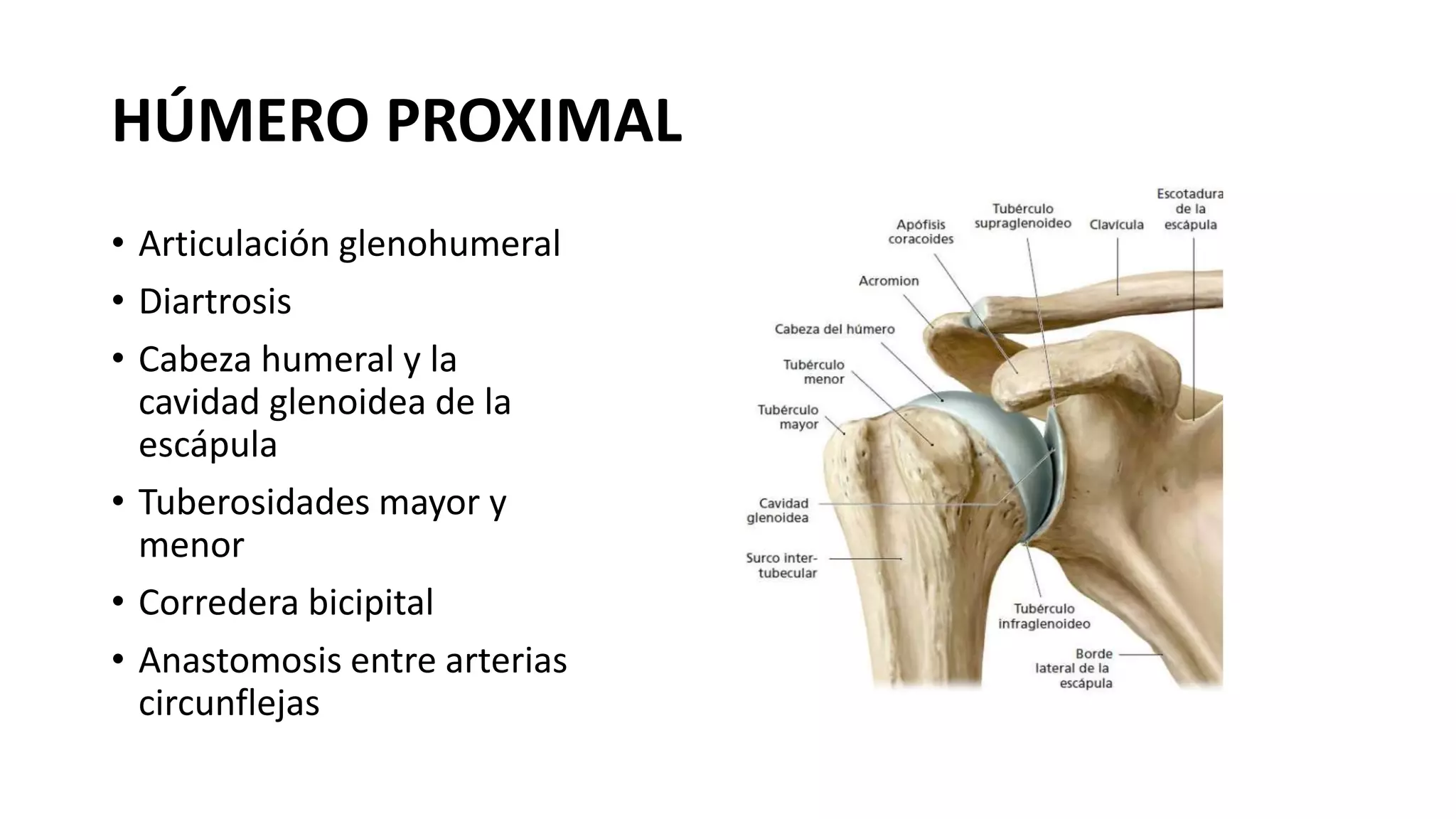 FRACTURAS_DE_HUMERO.pptx
