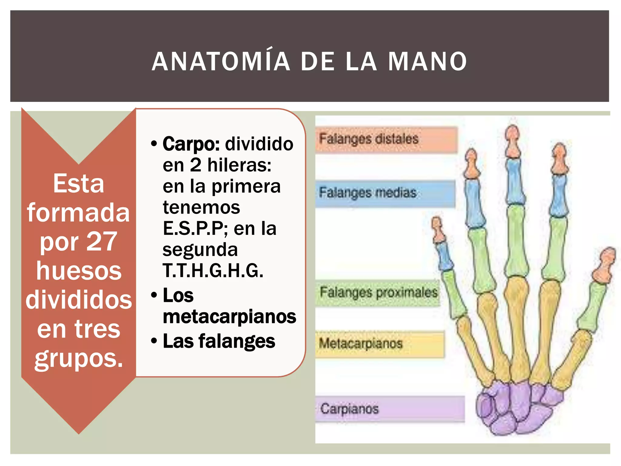 Fracturas de la mano | PPTX