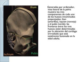 Fracturas del anillo pélvico | PPT